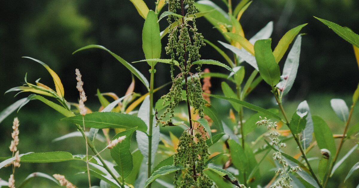 Could Weed Killer or Radiation Exposure Increase Your Risk for Non ...